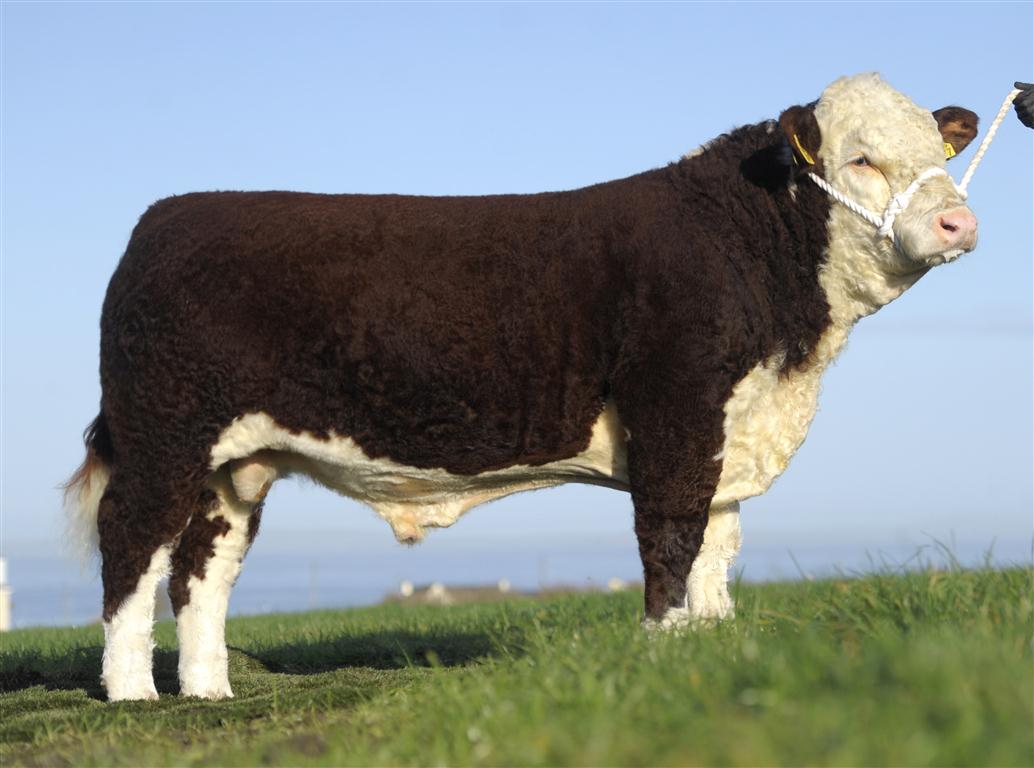 Gouldingpoll Herefords | Gouldingpoll 1 Superduty | Breeding pedigree ...