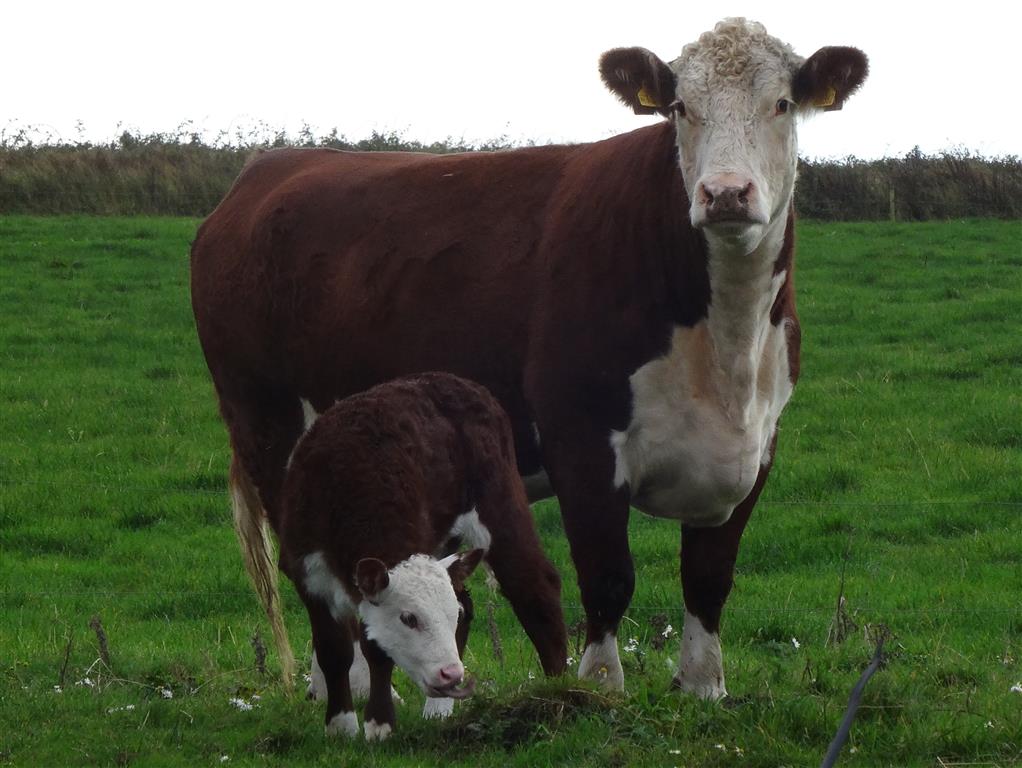 Gouldingpoll Herefords | Barwise 1 Rambling Rosie | Breeding pedigree Irish Hereford Bulls and ...